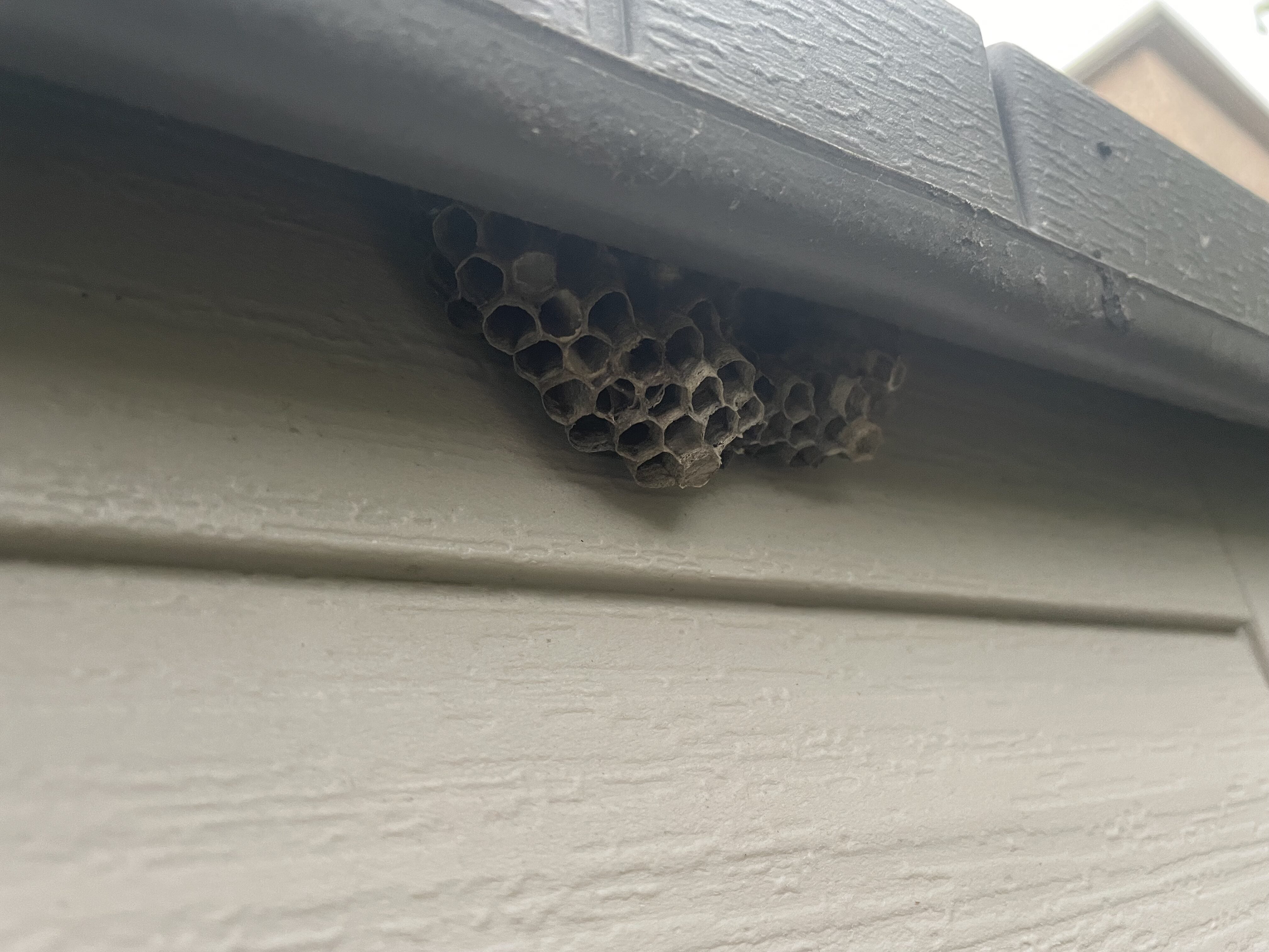 how to stop wasps and bees from nesting under roof overhang ...